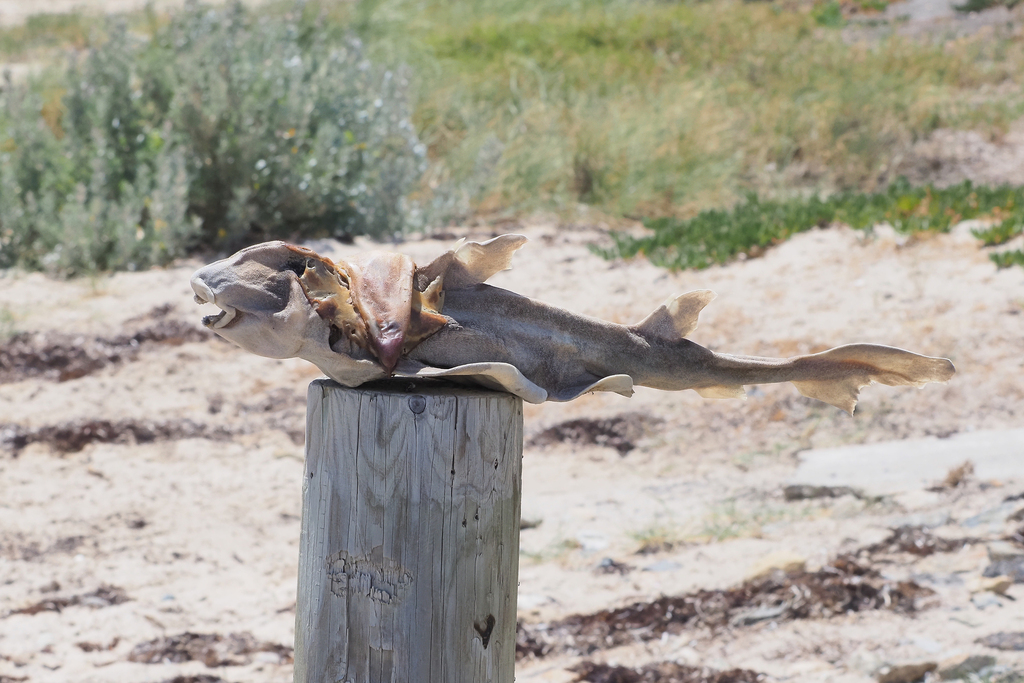 Port Jackson Shark from Aldinga Beach SA 5173, Australia on November 27 ...