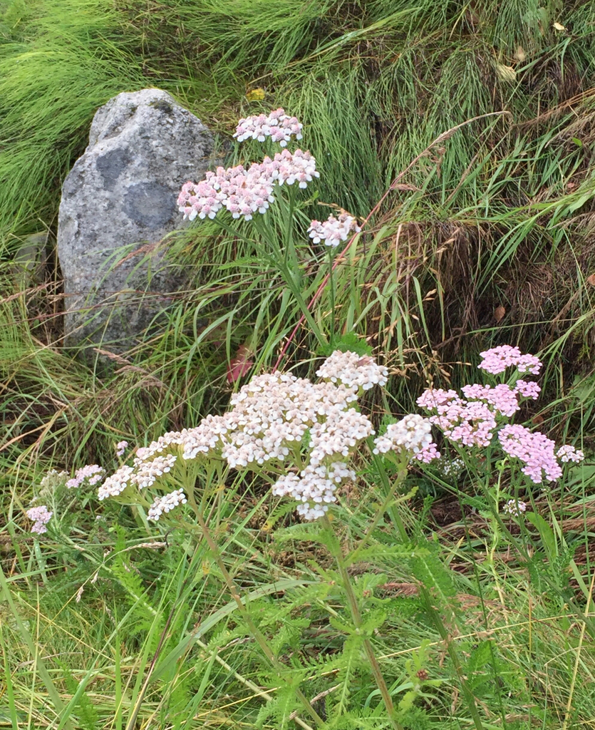 Northern Yarrow (Sand and Granitic Barren for Restoration Plantings ...