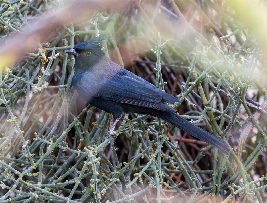 Phainopepla from Arizona-Sonora Desert Museum, Pima County, AZ, USA on ...