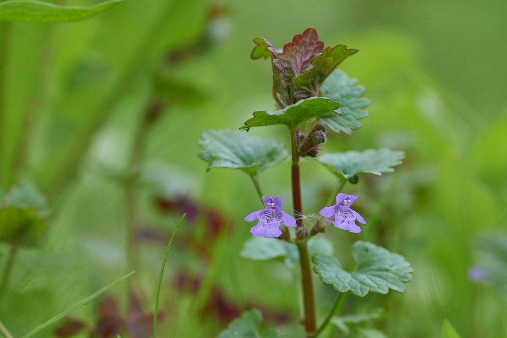 ground-ivy from Serpukhovsky District, Moscow Oblast, Russia on May 12 ...