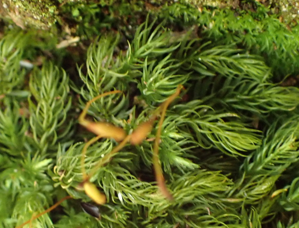 pyrrhobryum moss from Sparrebosch, Knysna, 6571, South Africa on ...