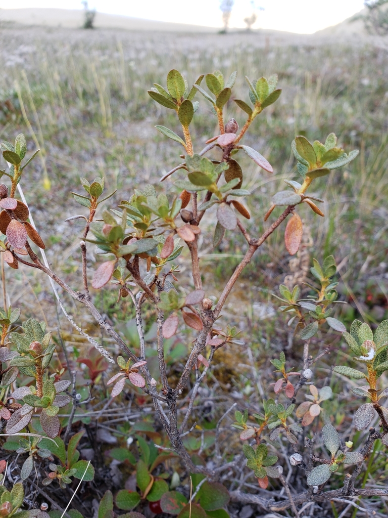 Lapland Azalea from Kobuk Valley National Park, Northwest Arctic County ...