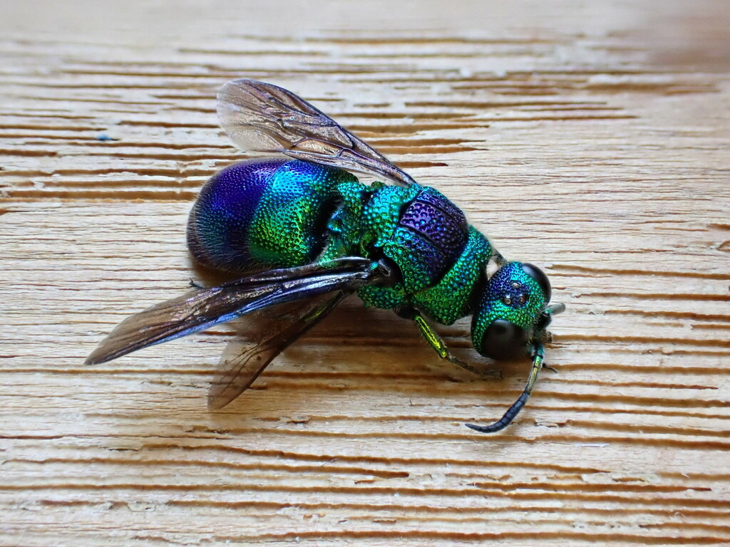Praestochrysis shanghaiensis from 日本、〒360-0035 埼玉県熊谷市河原町 on July 26 ...