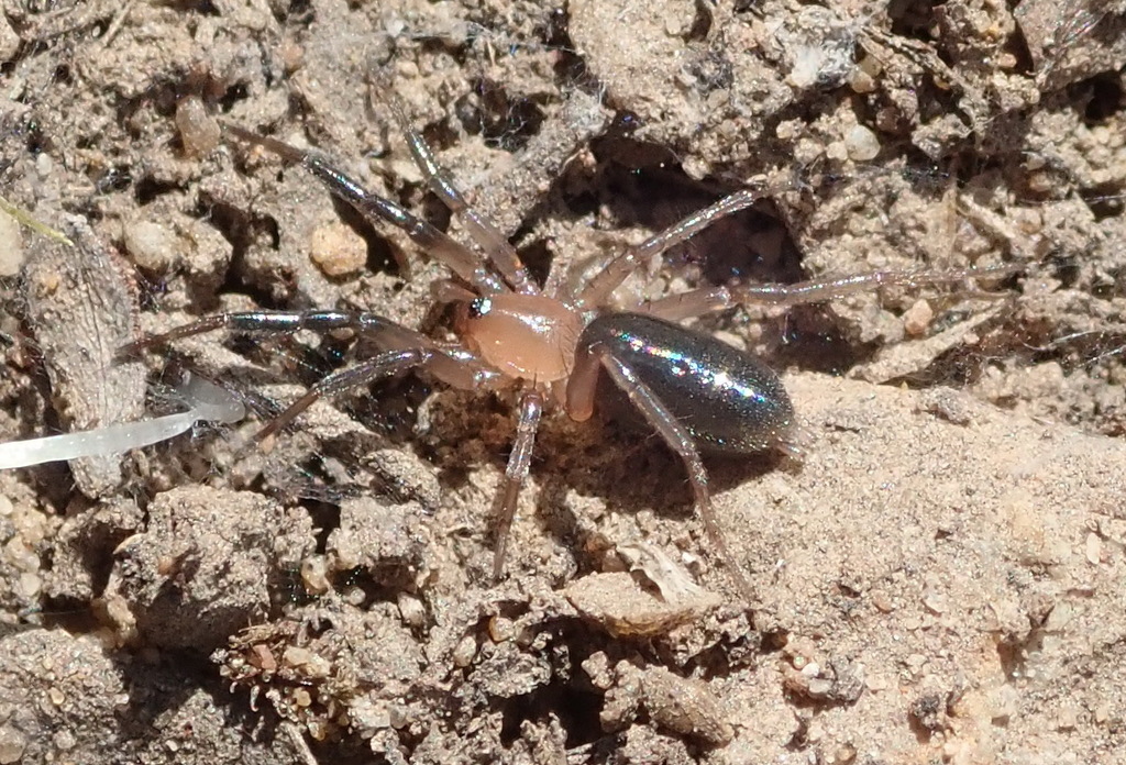 Stealthy Ground Spiders from Baviaanskloof, Western District, South ...
