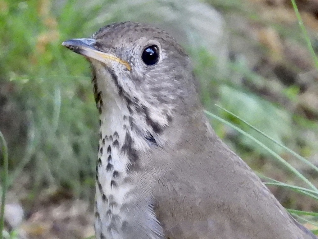 Gray-cheeked Thrush from Cragmere Rd, Airmont, NY, US on May 15, 2023 ...