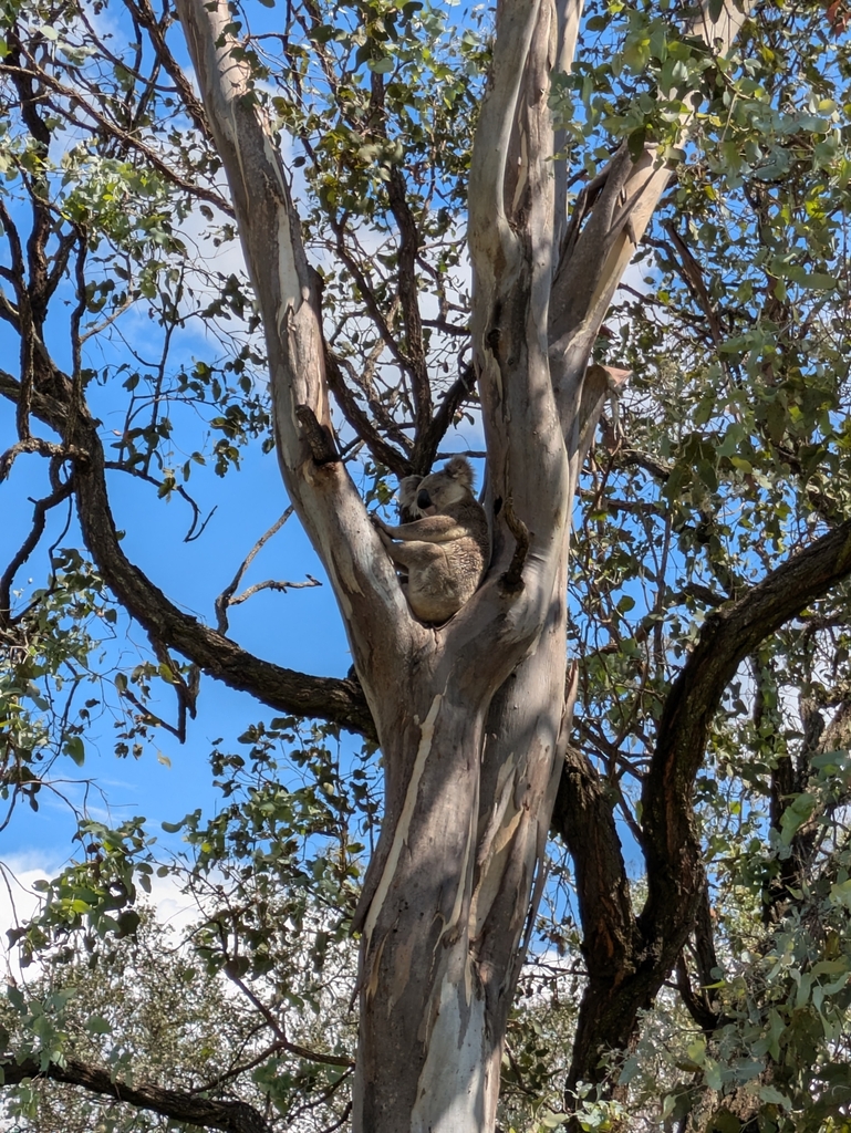 Koala from Purga QLD 4306, Australia on December 1, 2024 at 02:12 PM by ...
