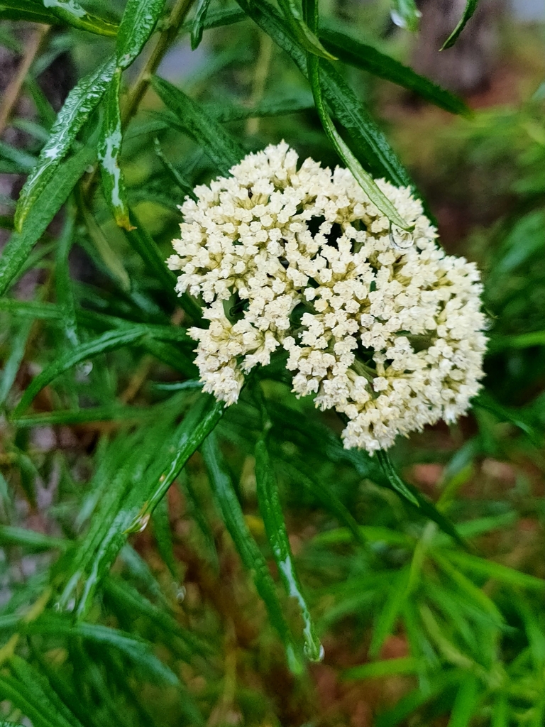 Shiny Cassinia from Red Hill South VIC 3937, Australia on November 30 ...