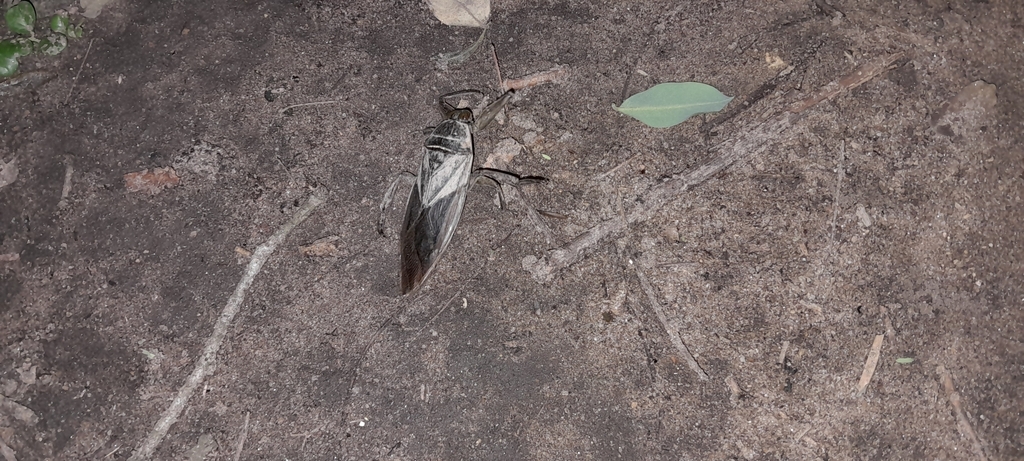 African Giant Water Bug from Gorrongosa, Moçambique on November 30 ...