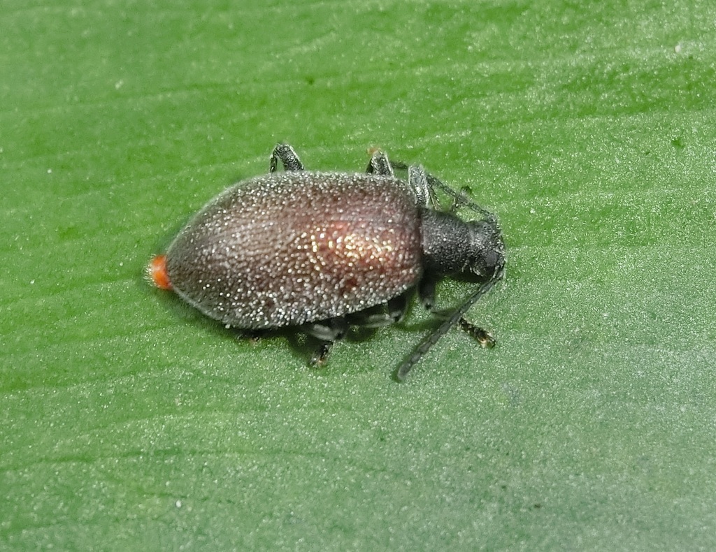 Lagria formosensis from 520台灣彰化縣田中鎮 on December 1, 2024 at 11:04 AM by ...