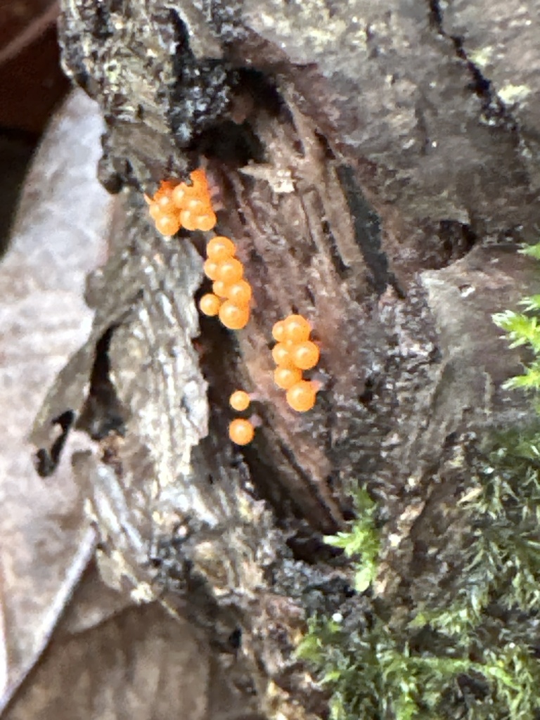 salmon-eggs from Hadleigh, Benfleet, England, GB on December 1, 2024 at ...