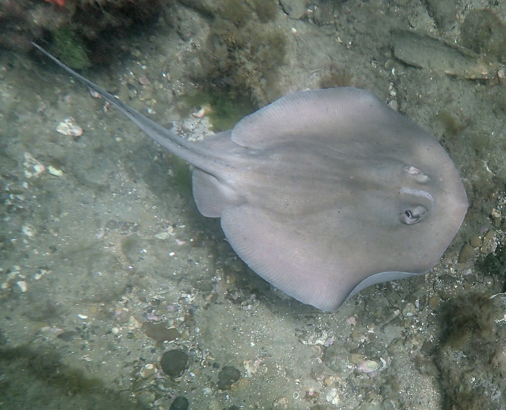 Eastern Shovelnose Stingaree from Hampton Beach, Victoria, Australia on ...