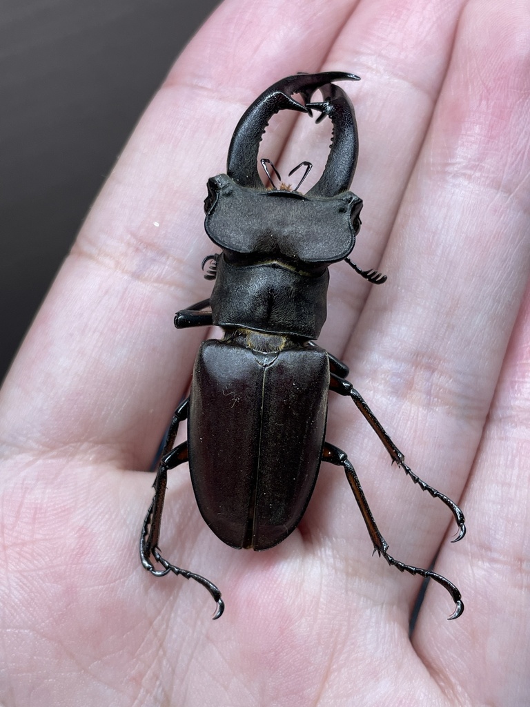 Lucanus fonti in July 2022 by Alex Pintsen JIN · iNaturalist