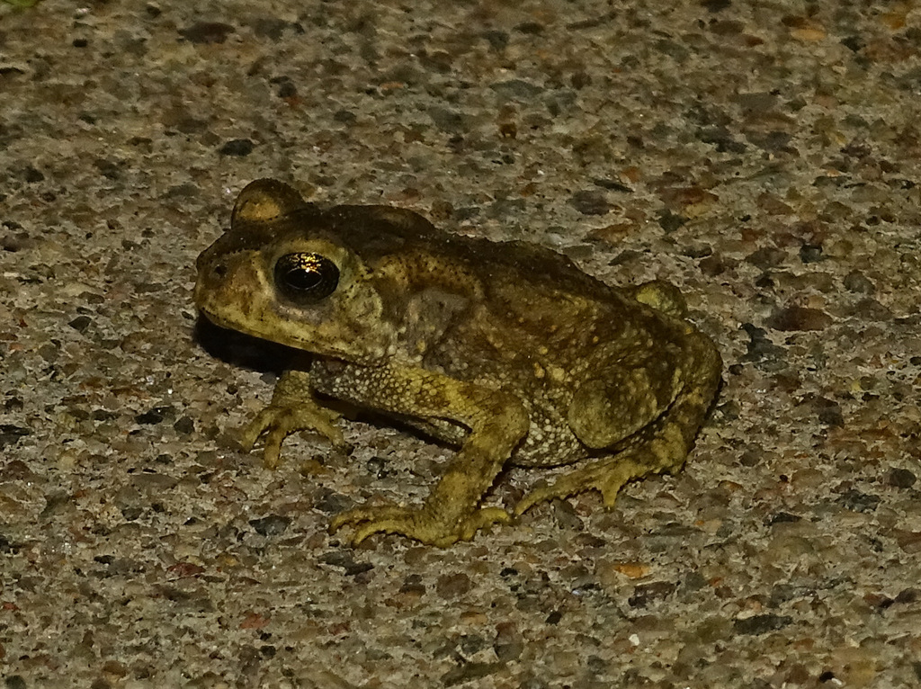 Asian Common Toad from Hung Hom, Hong Kong on December 1, 2024 at 09:42 ...