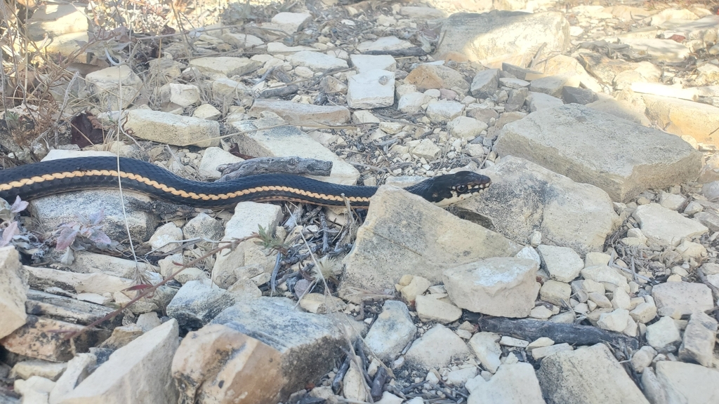 California Striped Racer from San Luis Obispo, CA 93402, USA on ...