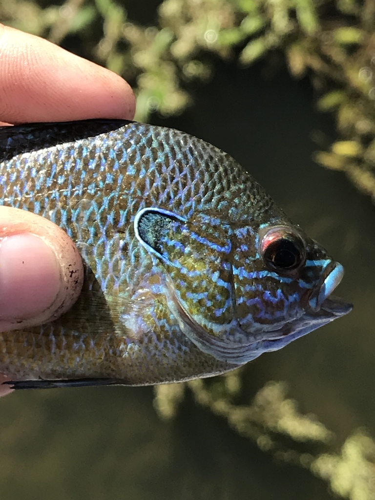 Plains Longear Sunfish from 8700 Shoreline Rd, Fort Worth, TX, US on ...