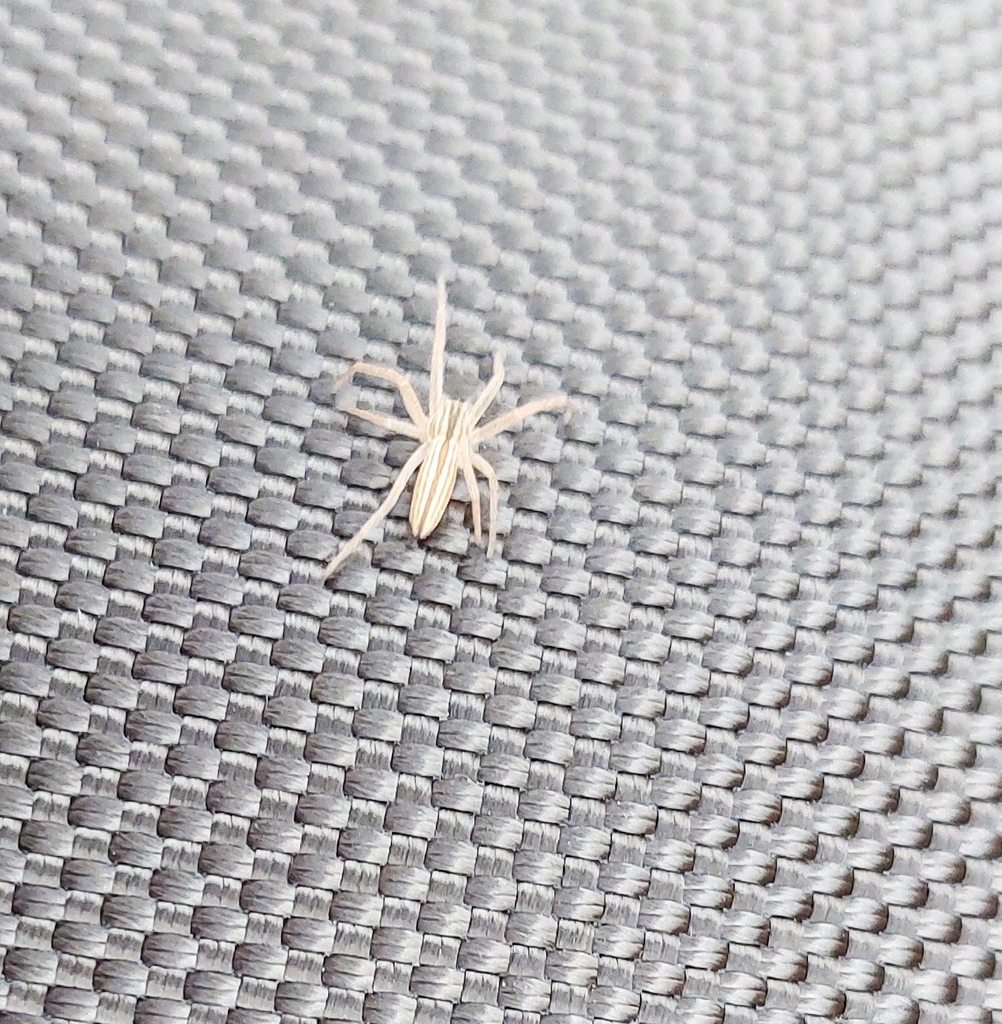 Slender Crab Spiders from Самарская обл., Россия, 443012 on December 1 ...