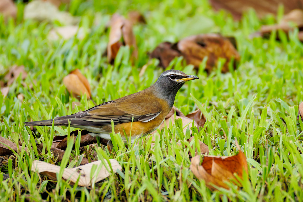 Eyebrowed Thrush from Daan Forest Park on November 23, 2024 at 11:35 AM ...