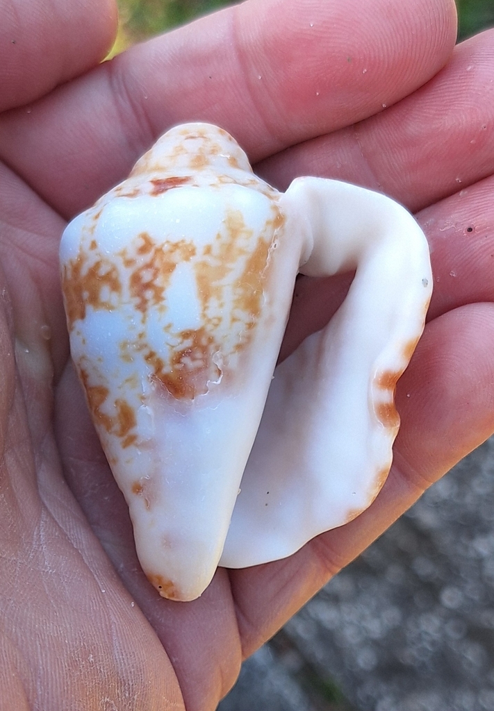 Hawkwing Conch from North Palm Beach, FL, USA on November 30, 2024 by ...
