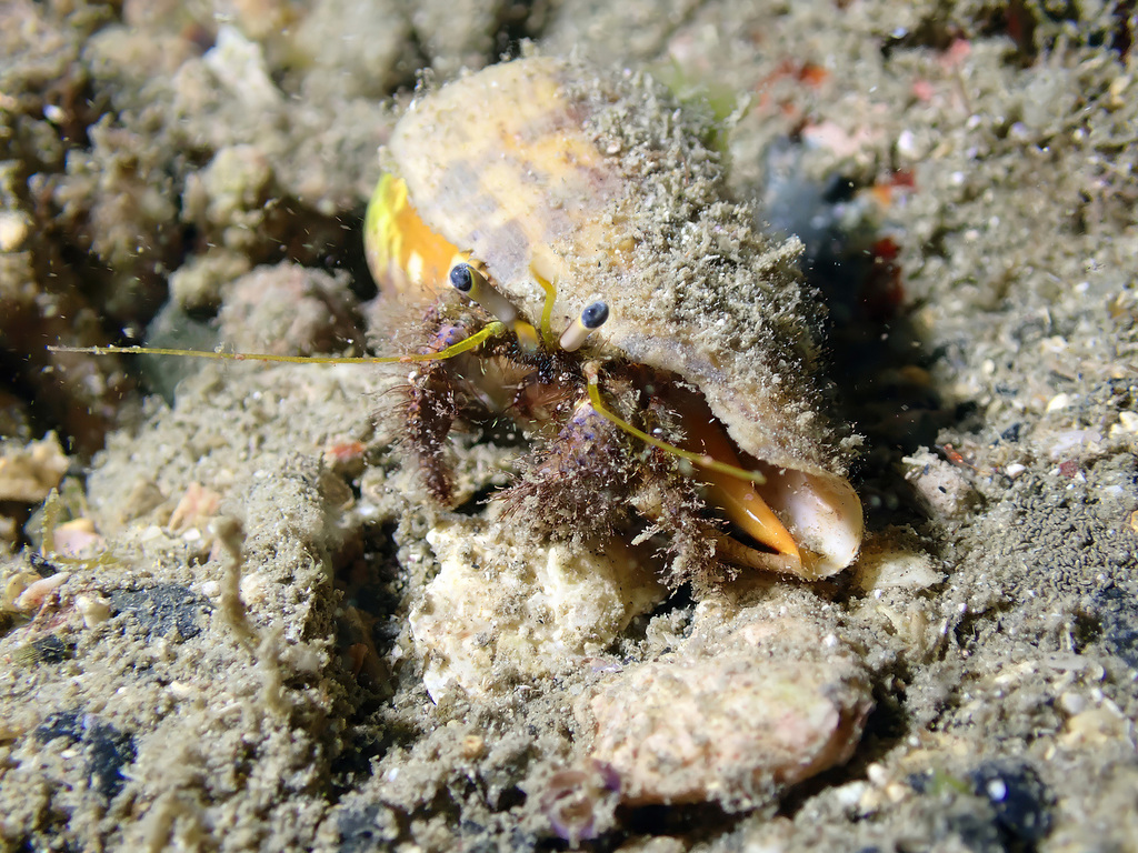 Dardanus sanguinolentus from 高知県大月町西泊 研究所 on July 29, 2021 at 09:46 PM ...