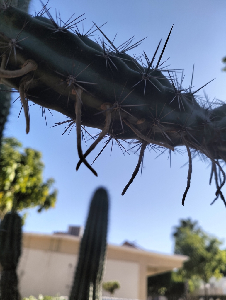 Octopus Cactus in November 2024 by Nicolás HV · iNaturalist