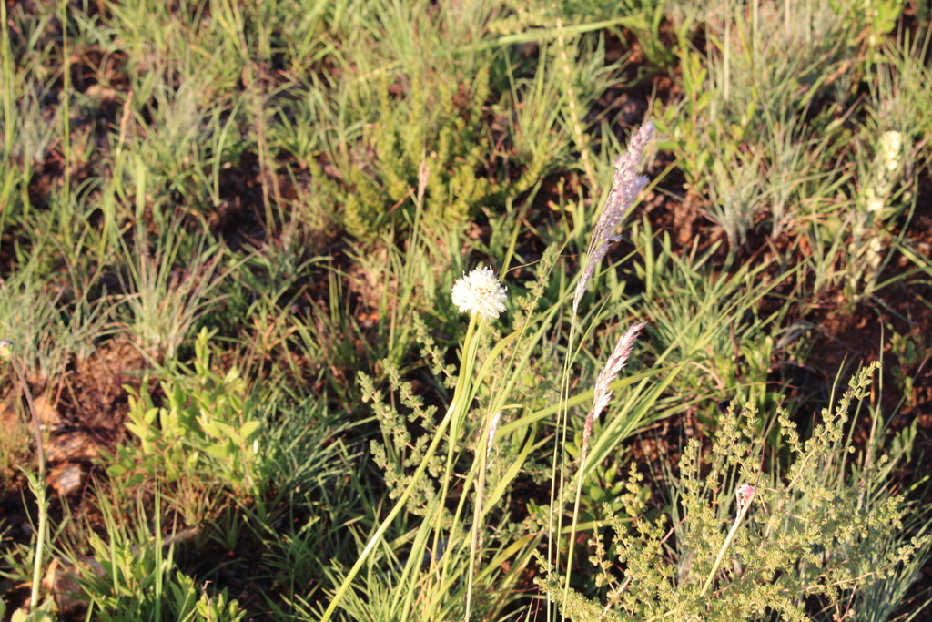 Common Mock Scabious from West Rand District Municipality, South Africa ...