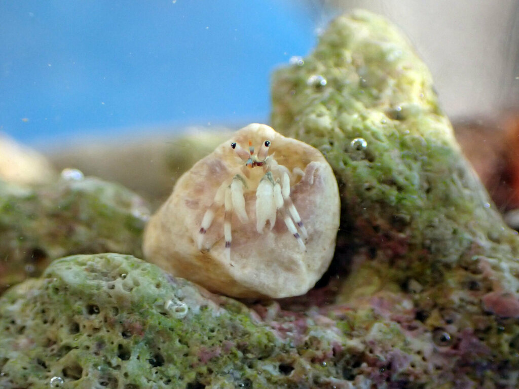 Hidden Hermit Crab from 高知県大月町西泊 研究所 on July 30, 2021 at 04:59 PM by ...