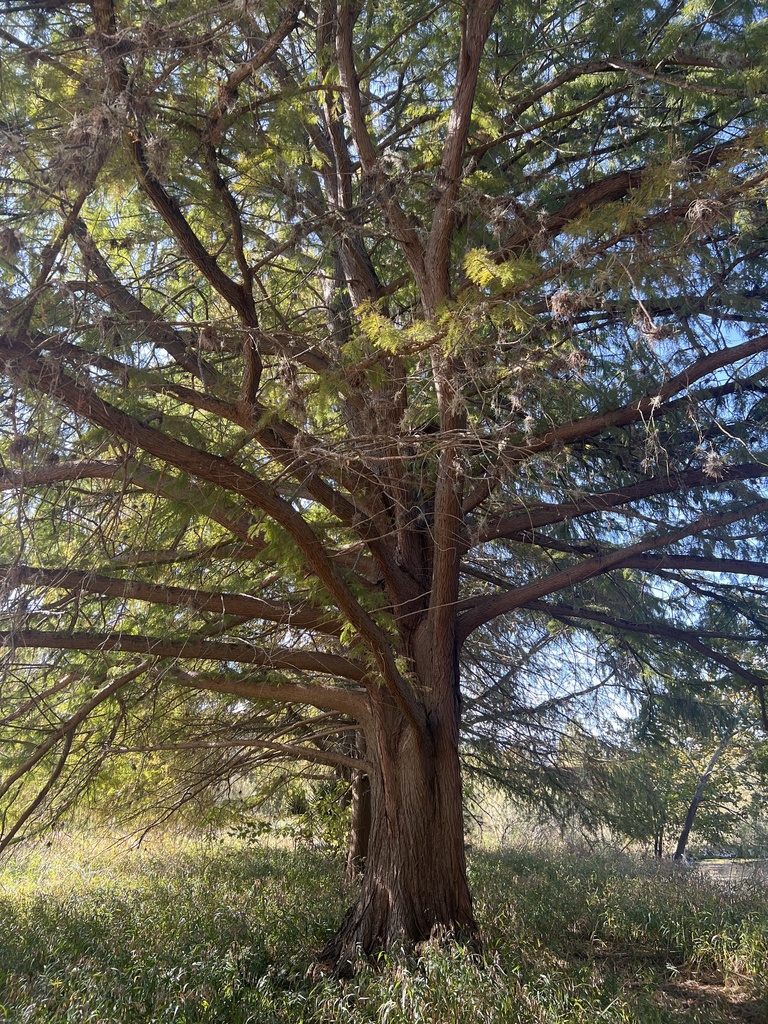 Montezuma cypress from Texas State University, San Marcos, TX, US on ...