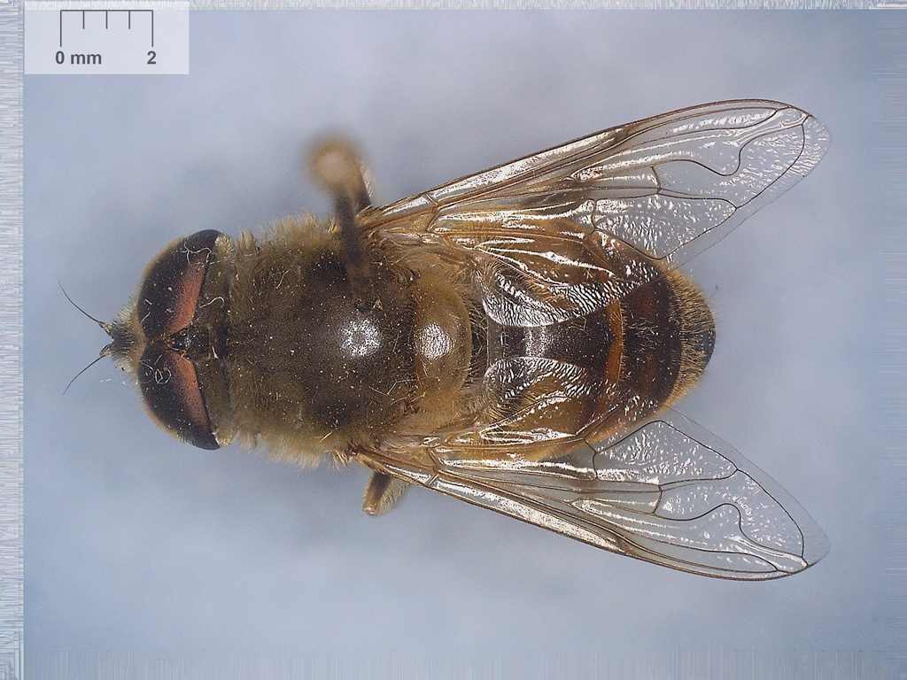 Common Drone Fly from Arthabaska, Centre-du-Québec, QC, Canada on ...