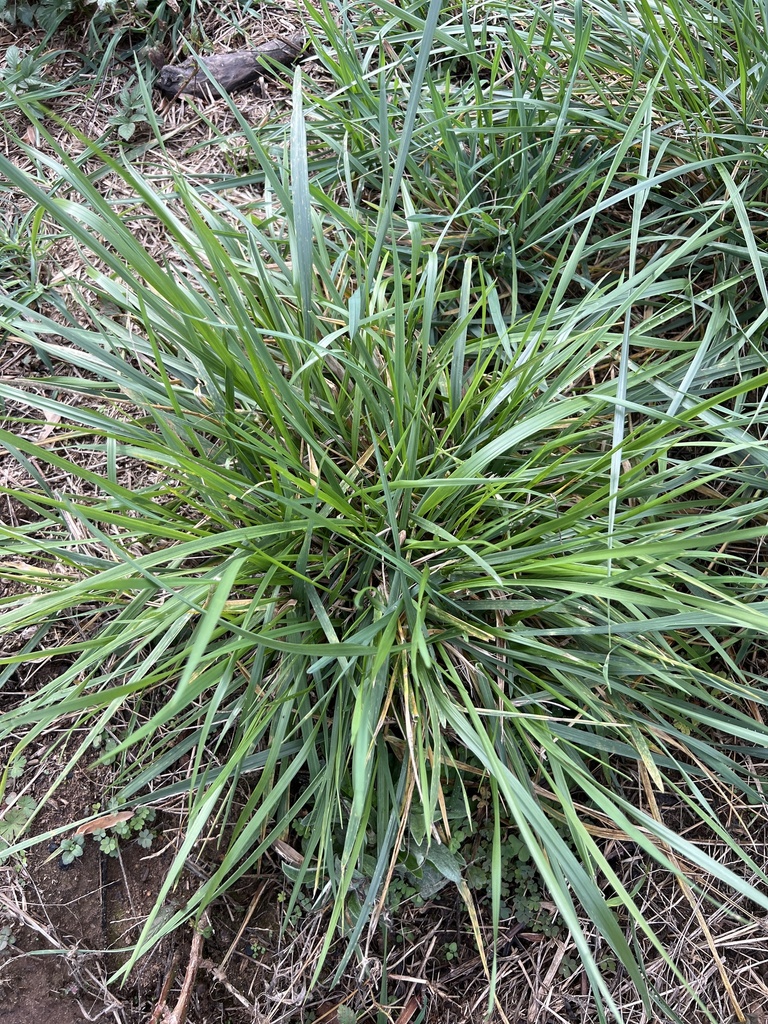 Creeping wild rye from Pomaria, SC, US on November 28, 2024 at 02:57 PM ...