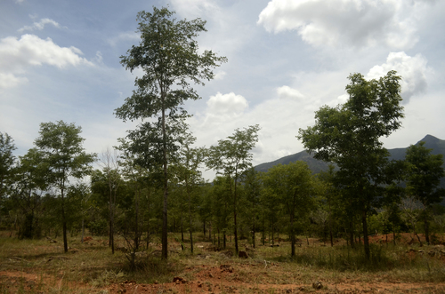 Hardwickia binata · iNaturalist Mexico