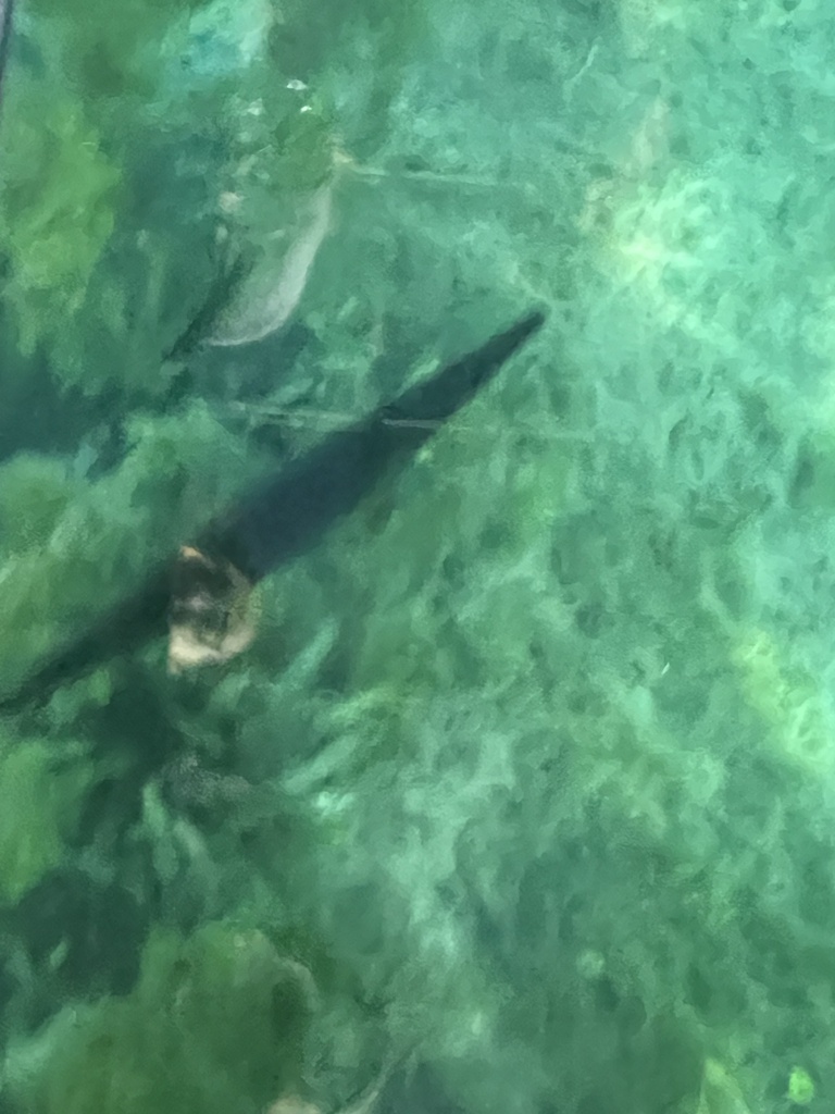 Spotted Gar from Spring Lake, San Marcos, TX, US on December 01, 2024 ...