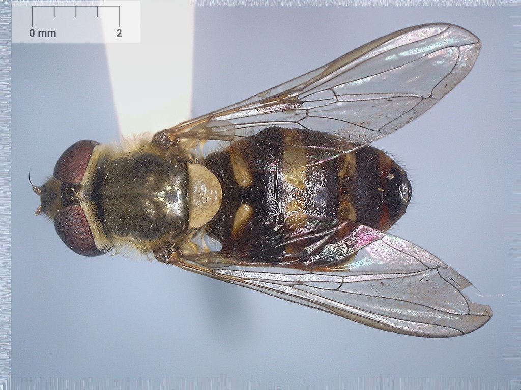 Yellow-legged Flower Fly from Magog, Estrie, QC, Canada on July 22 ...