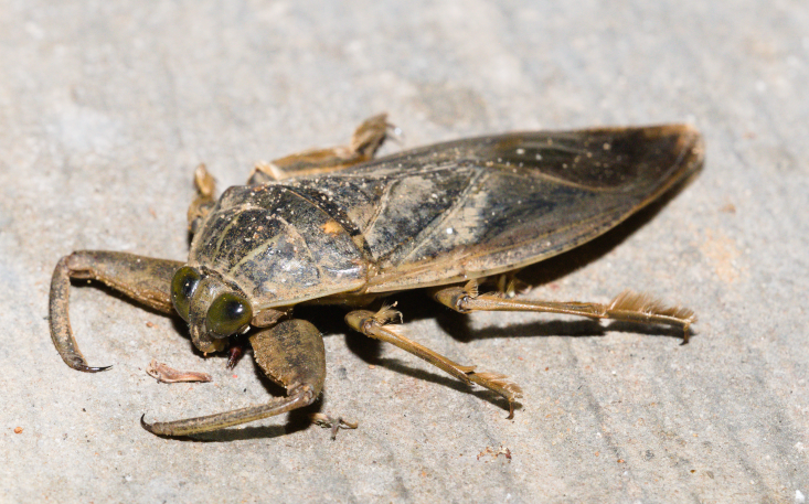 African Giant Water Bug from Kartong, The Gambia on November 21, 2024 ...