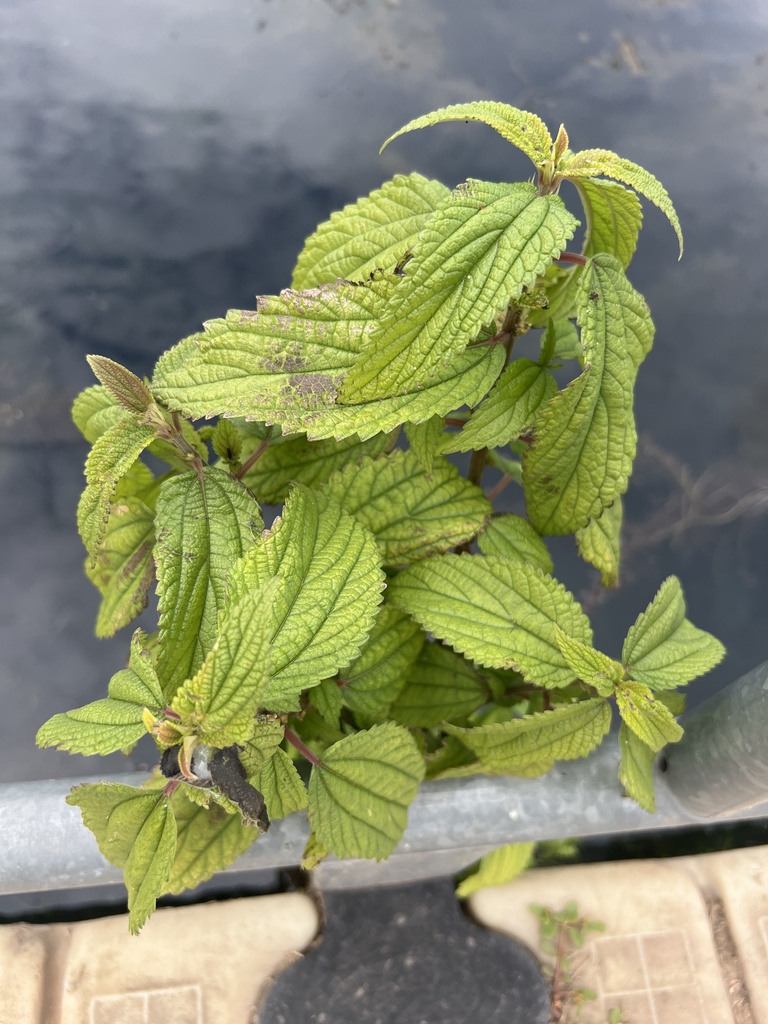 false nettle from Spring Lake, San Marcos, TX, US on December 1, 2024 ...