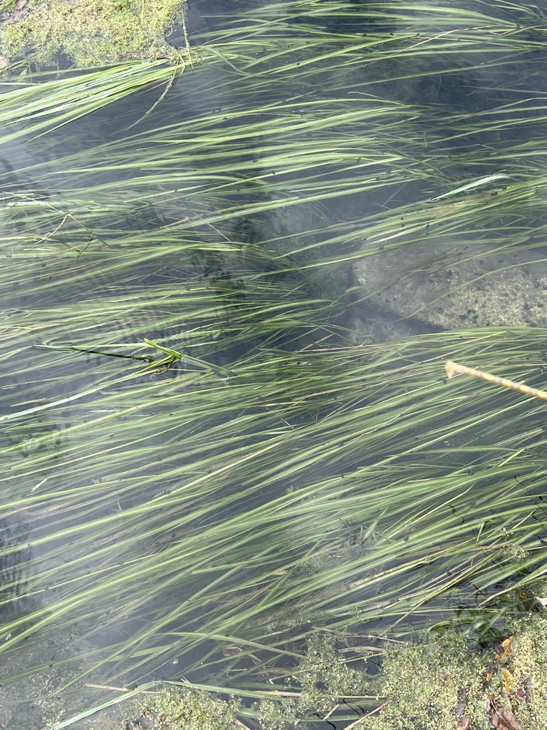 Texas wild rice in December 2024 by photolitherland · iNaturalist