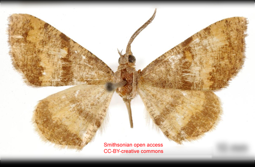 Cyclomia ocana · iNaturalist