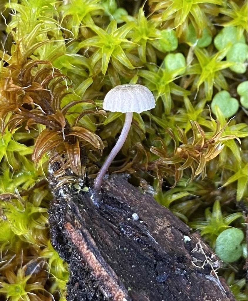 mauve bonnet from Nez Perce-Clearwater National Forest, Riggins, ID, US ...