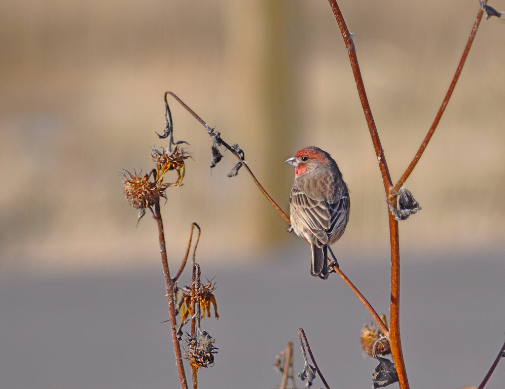 House Finch from Farmington, UT, USA on December 01, 2024 at 11:41 AM ...