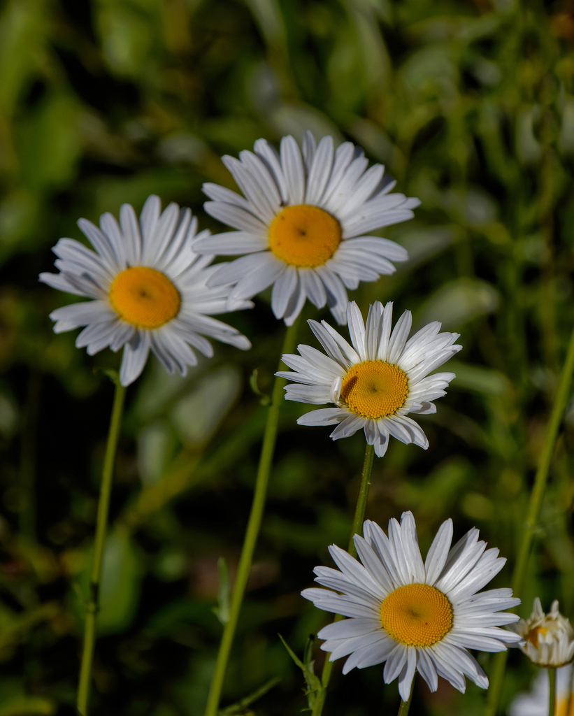 oxeye daisy from Bonner County, ID, USA on July 21, 2022 at 07:15 AM by ...