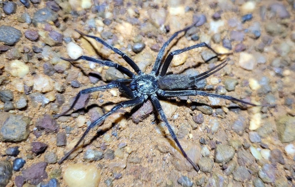 Linothele from 7M25+2Q, Areia Branca - State of Sergipe, 49580-000 ...