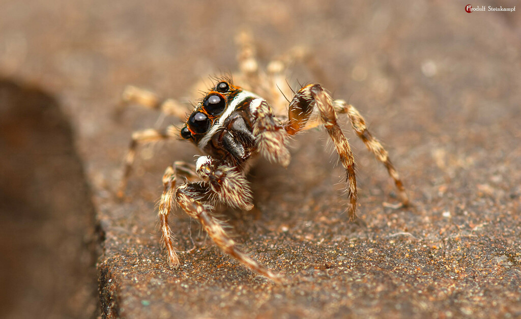 Menemerus transvaalicus from New Holme & Mieliefonten Guest Farm ...