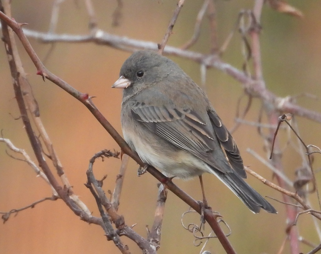 Dark-eyed Junco from Prince George's County, MD, USA on December 1 ...
