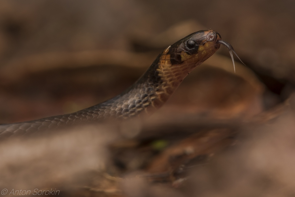 Collared Ground Snake in July 2019 by antonsrkn · iNaturalist