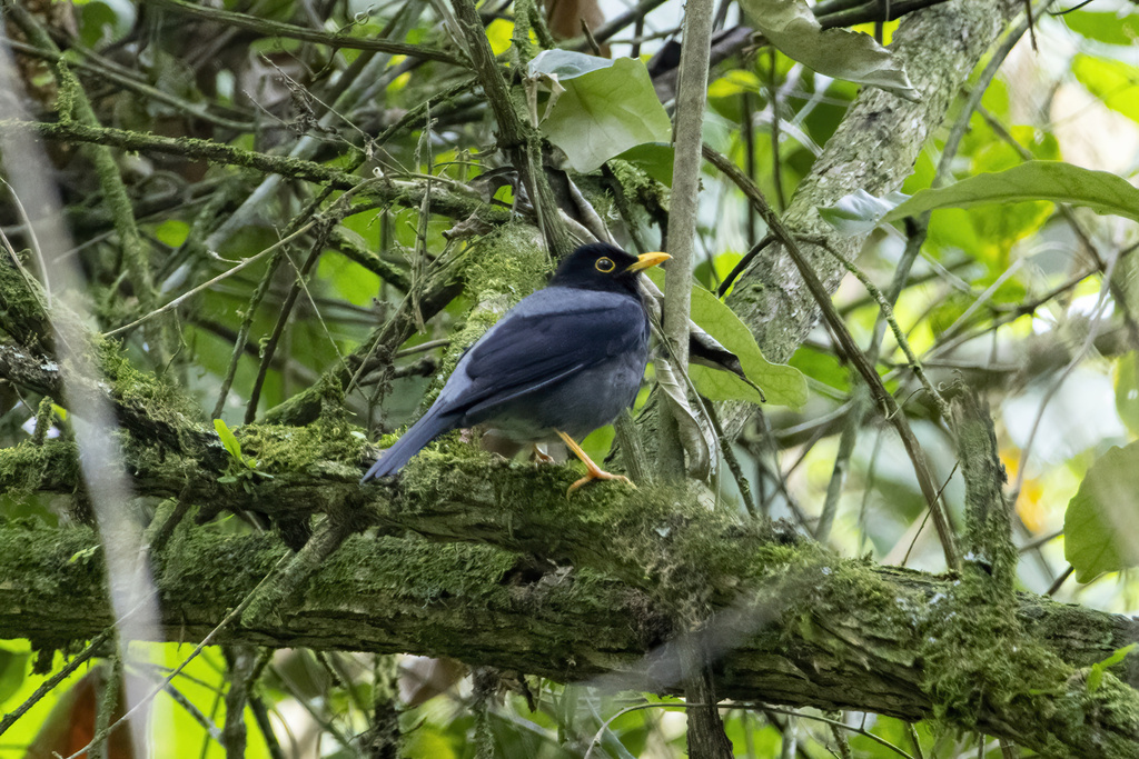 Yellow-legged Thrush from Rio do Sul - SC, Brasil on November 9, 2024 ...