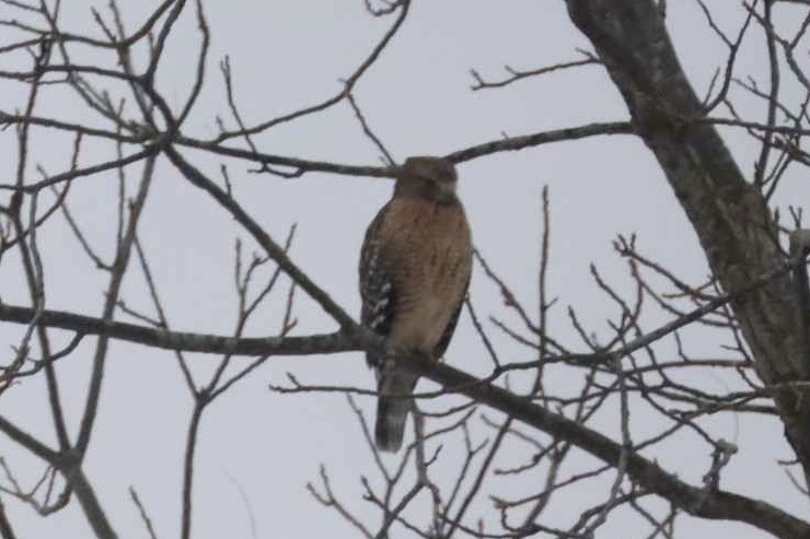 Red-shouldered Hawk from N Jebavy Dr, Ludington, MI, US on December 1 ...