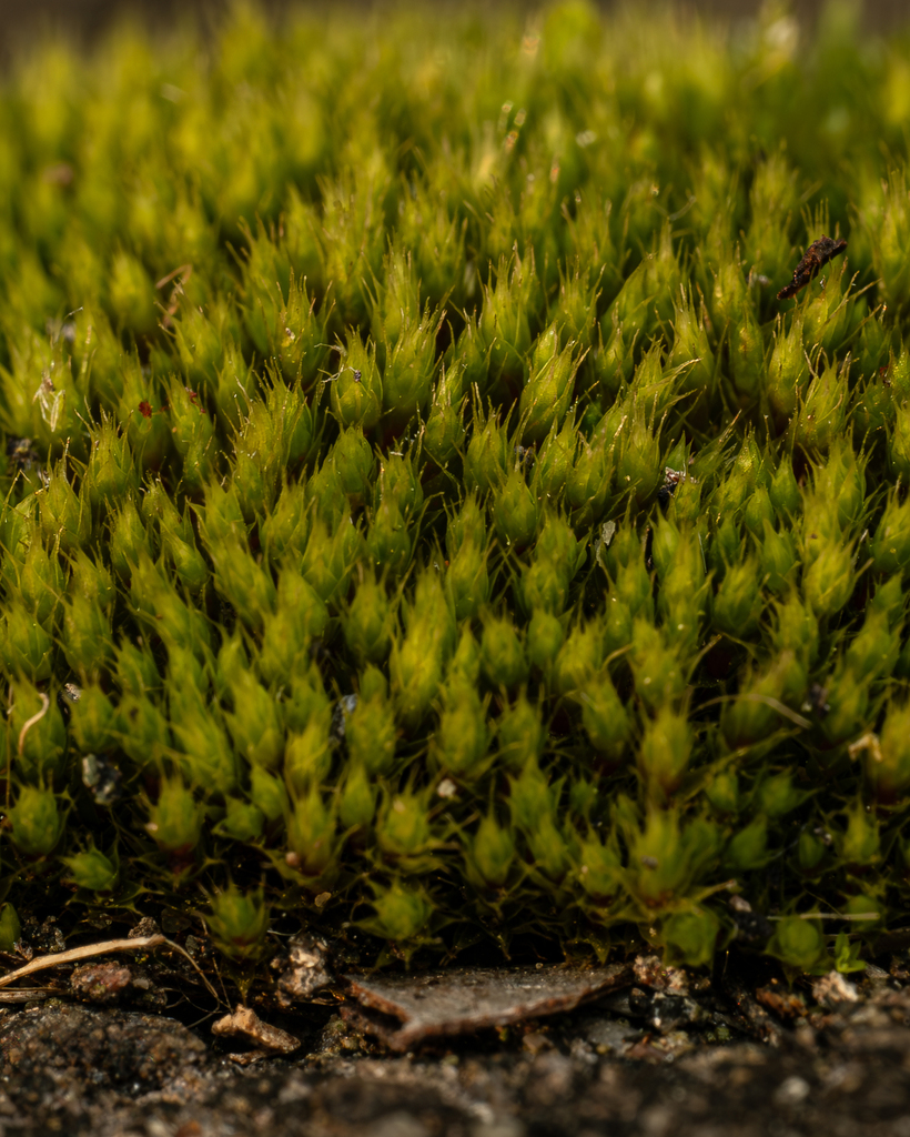Tufted Thread-moss from Oneida County, NY, USA on December 1, 2024 at ...