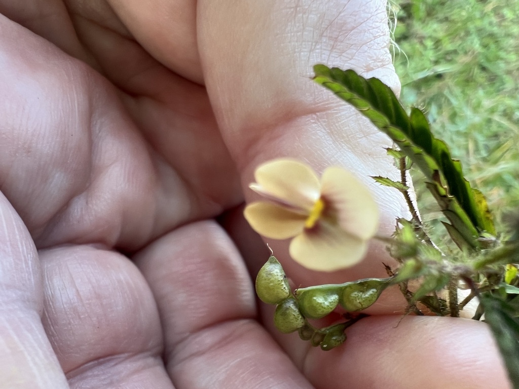 shyleaf from W Angle Rd, Fort Pierce, FL, US on December 1, 2024 at 03: ...