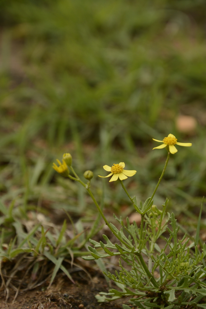 (Senecio tenuifolius) - Botanical Realm