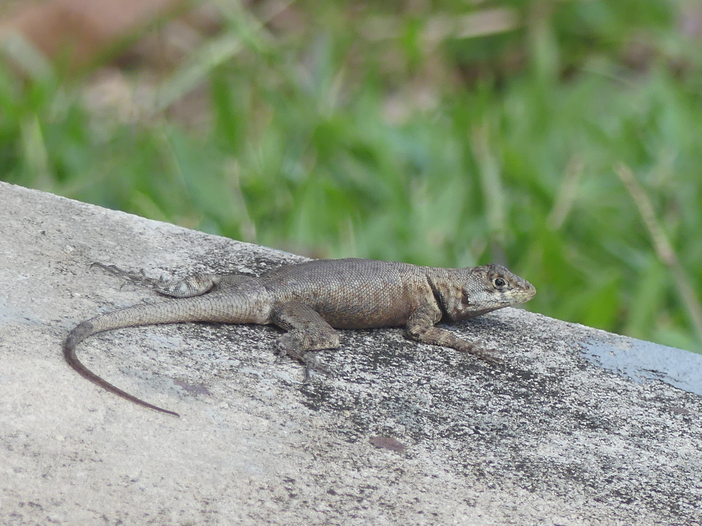 Peters' Lava Lizard from Amajari - State of Roraima, 69343-000, Brazil ...
