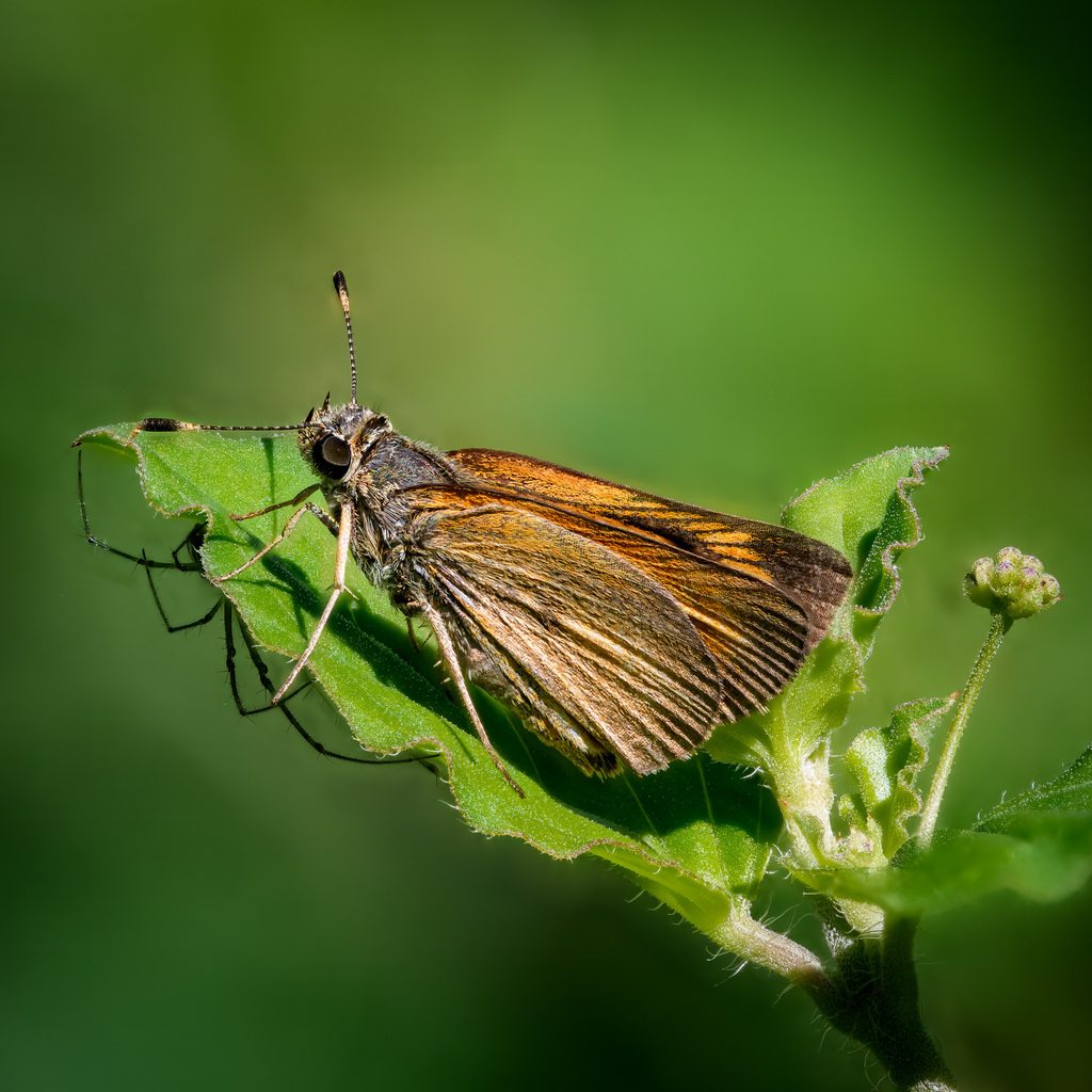V-Mark Skipper from Other Islands, British Virgin Islands on December ...